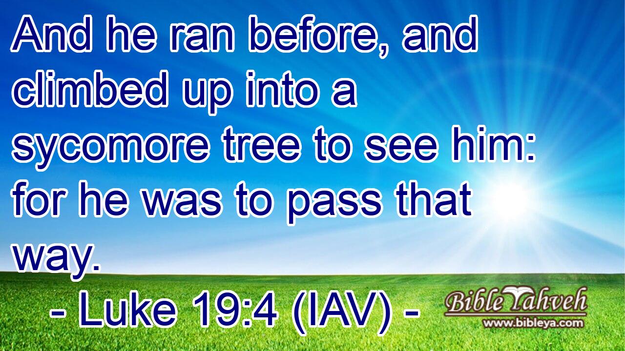 Luke 19:4 (iav) - And he ran before, and climbed up into a sycomor...